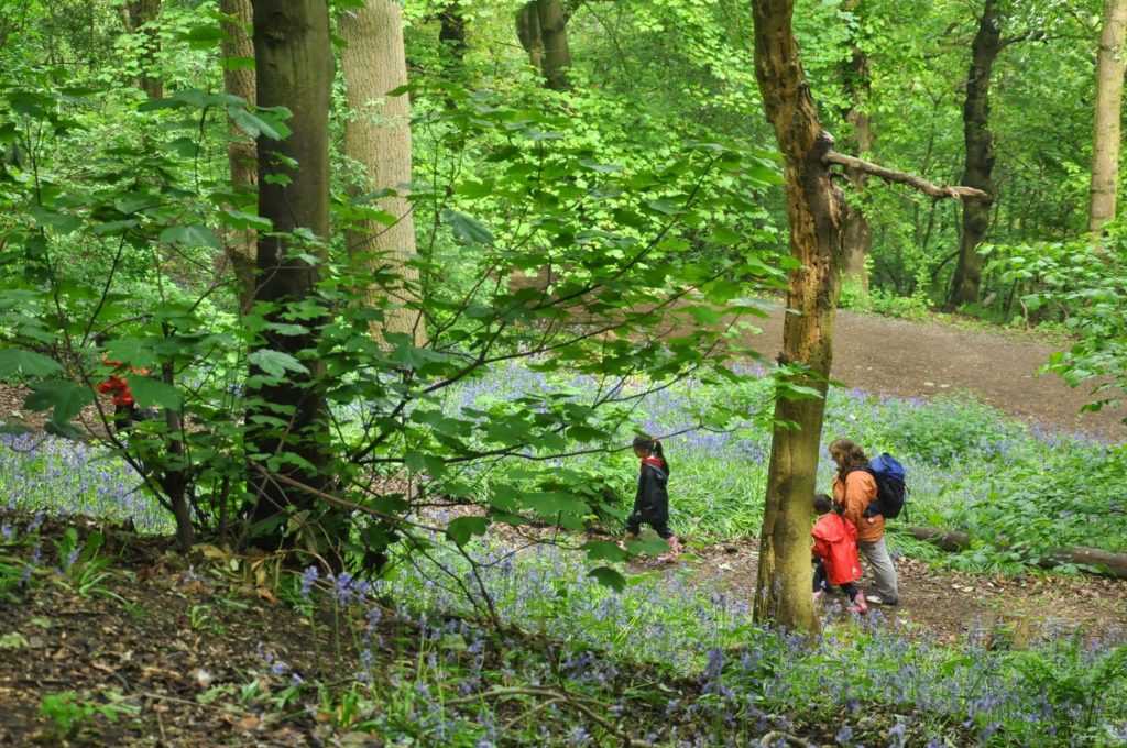 Curriculum time forest school sessions at a local woodland